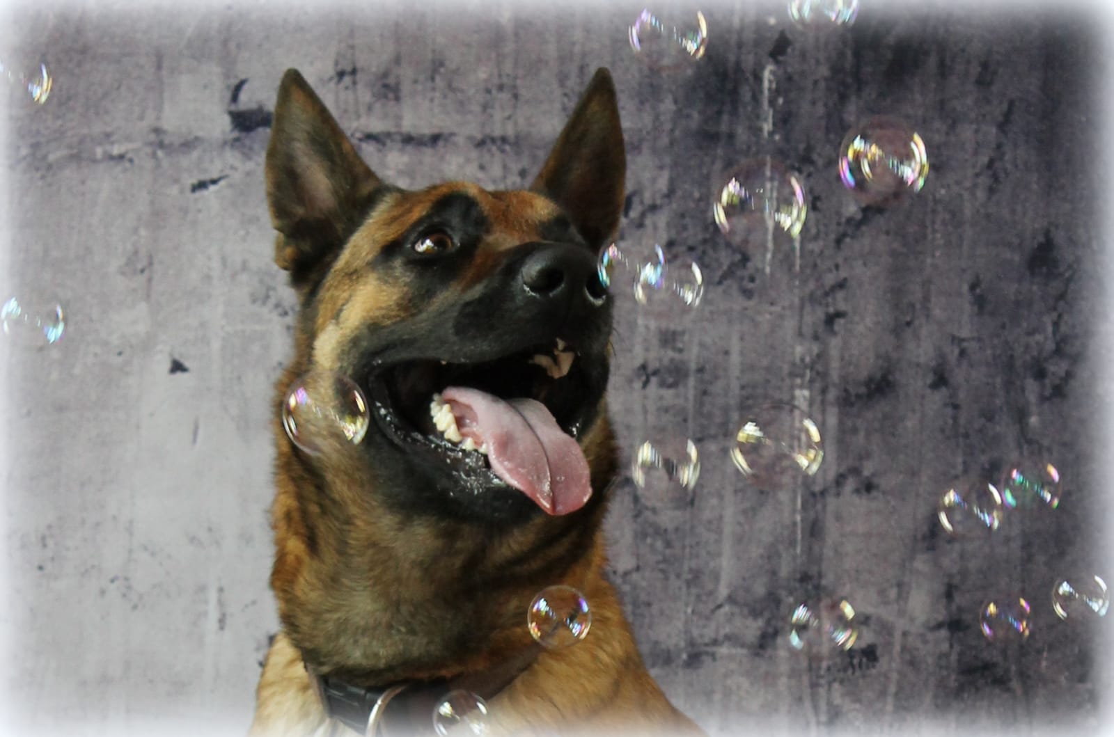 Paco – Animal Sunshine Farm e.V.