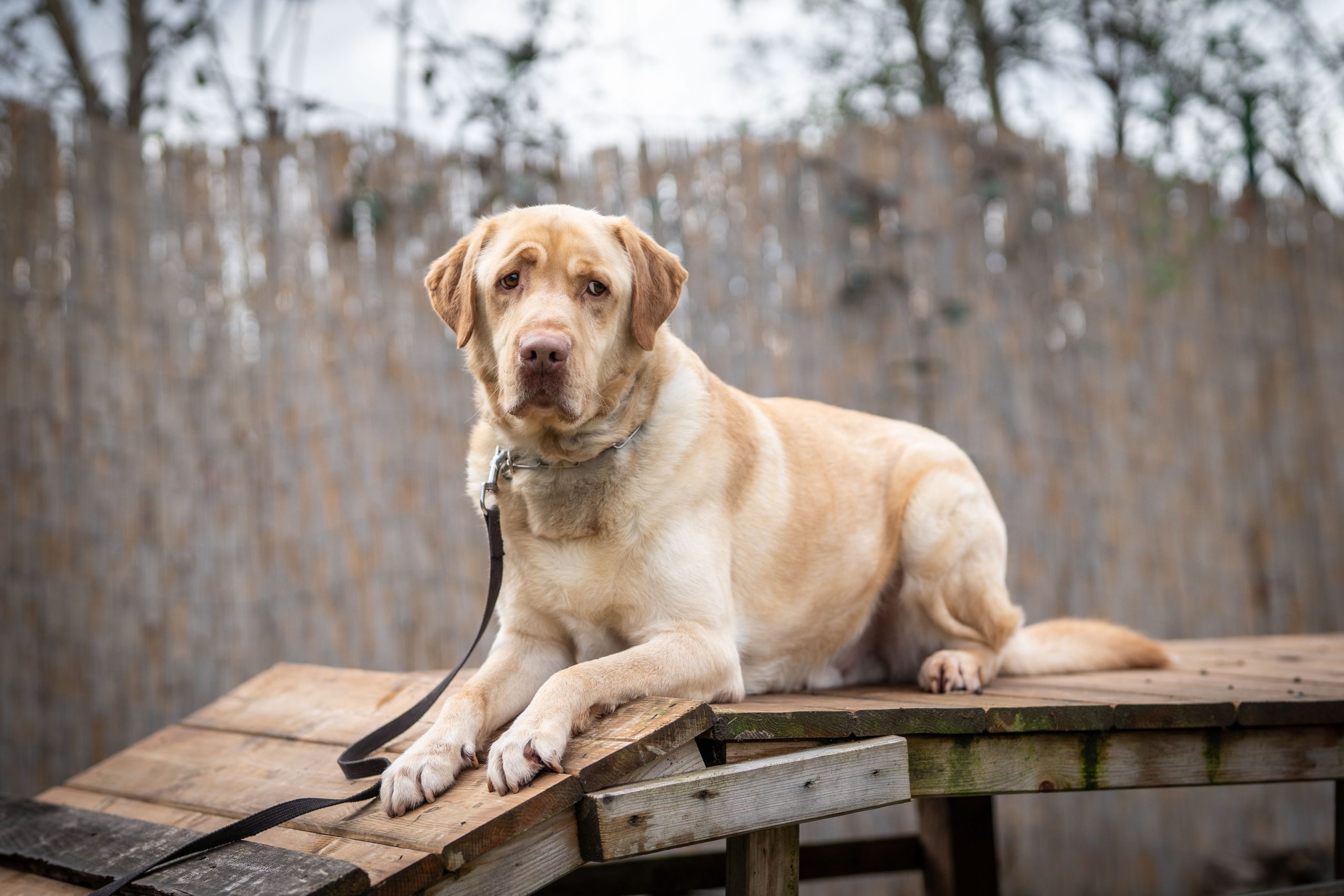 Dinjo - Animal Sunshine Farm e.V.