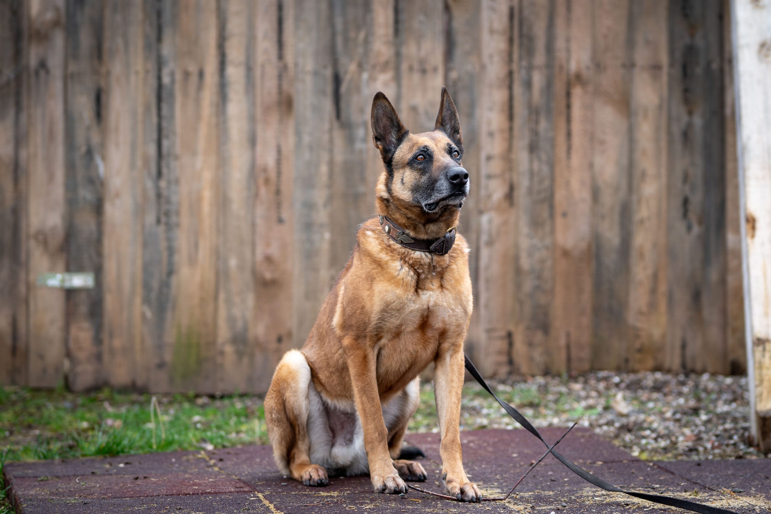 Paco – Animal Sunshine Farm e.V.