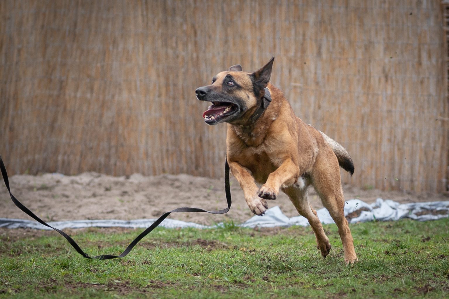 Paco – Animal Sunshine Farm e.V.