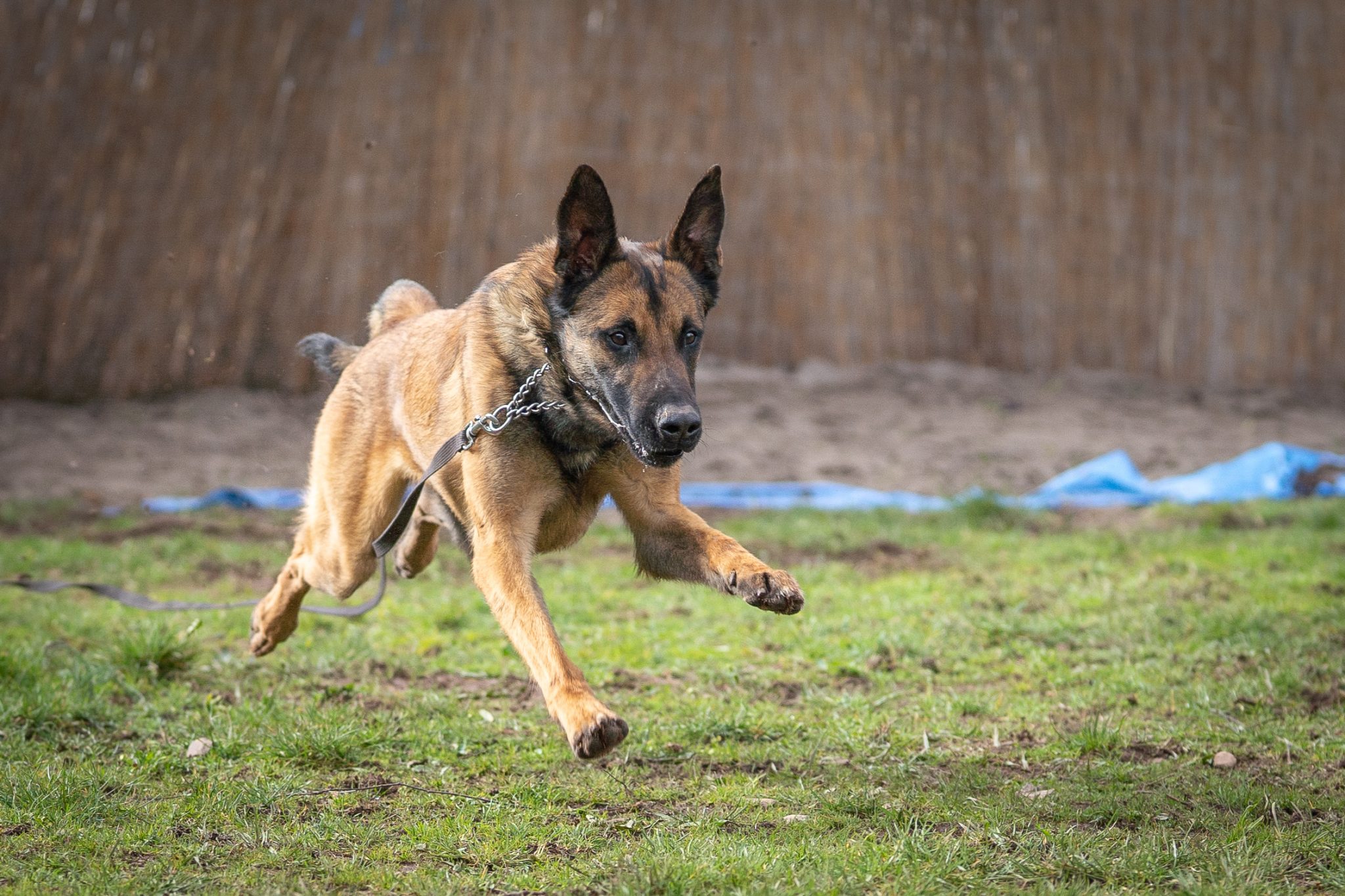 Paco – Animal Sunshine Farm e.V.