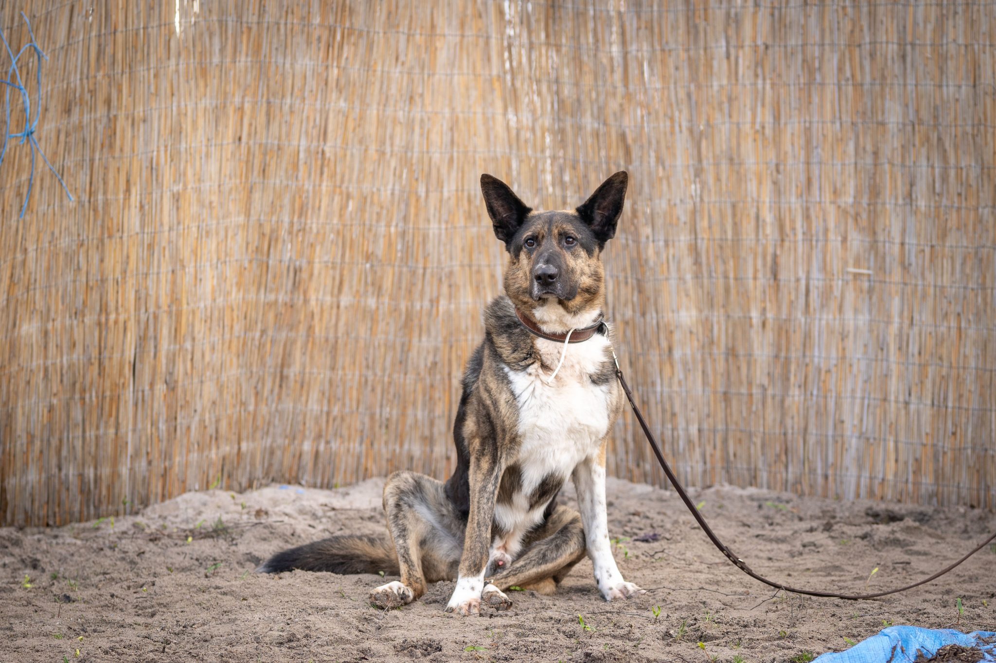 Timba - Animal Sunshine Farm e.V.