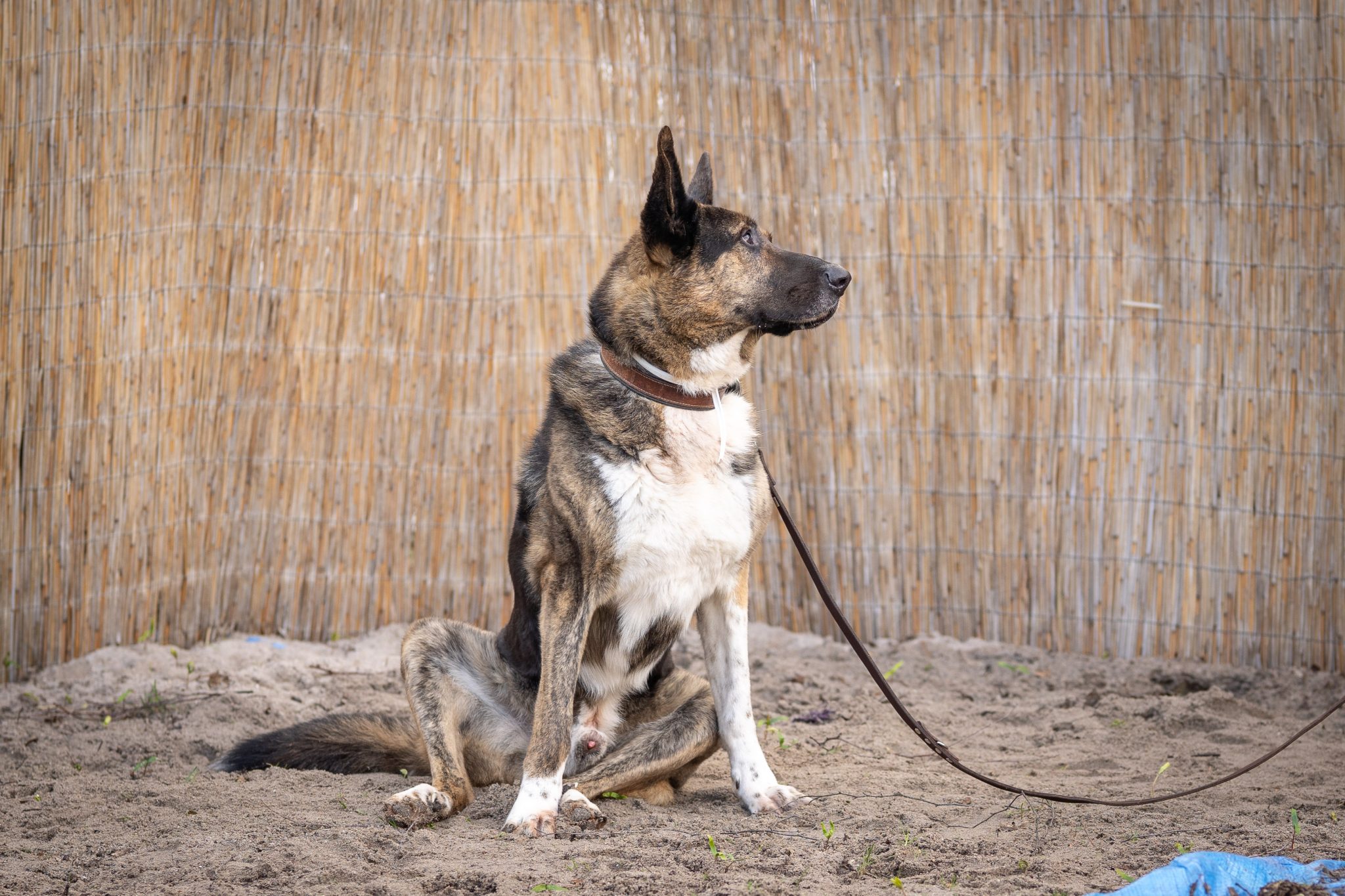 Timba - Animal Sunshine Farm e.V.