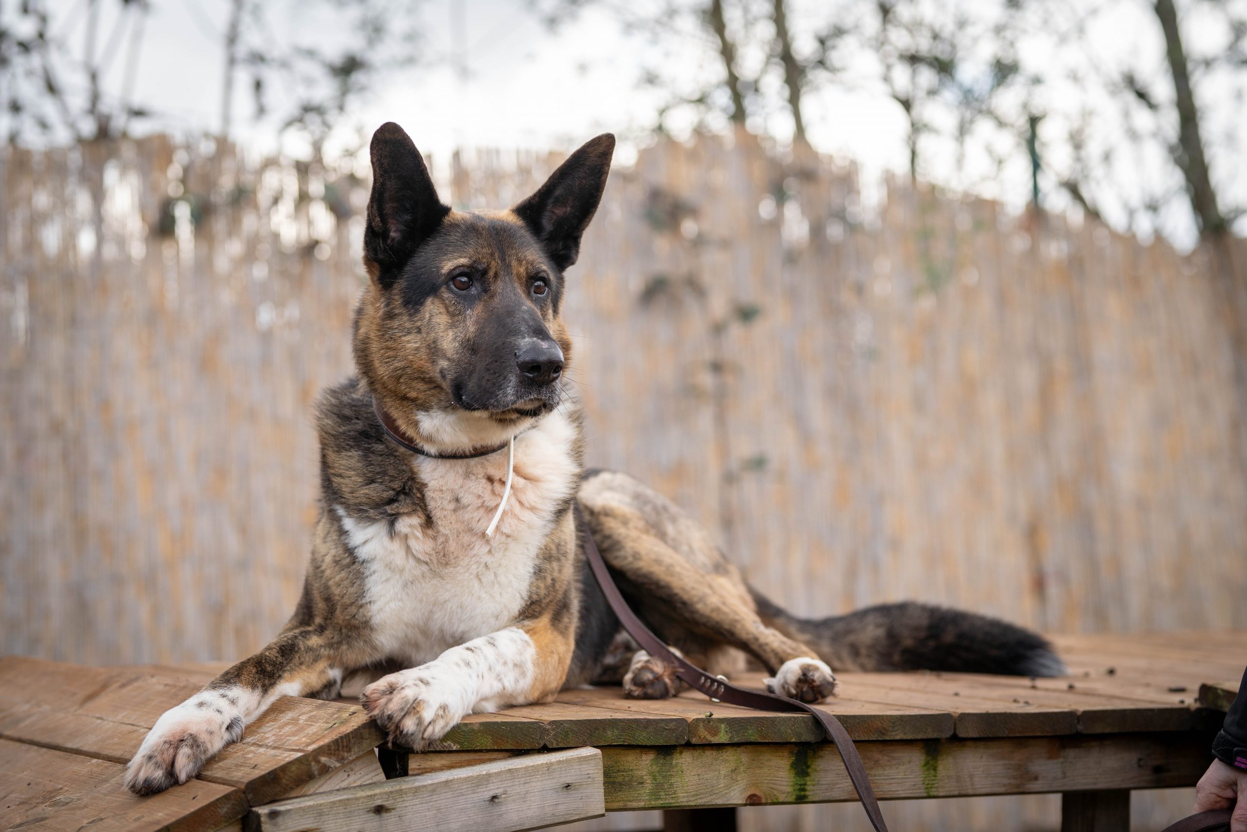 Timba - Animal Sunshine Farm e.V.