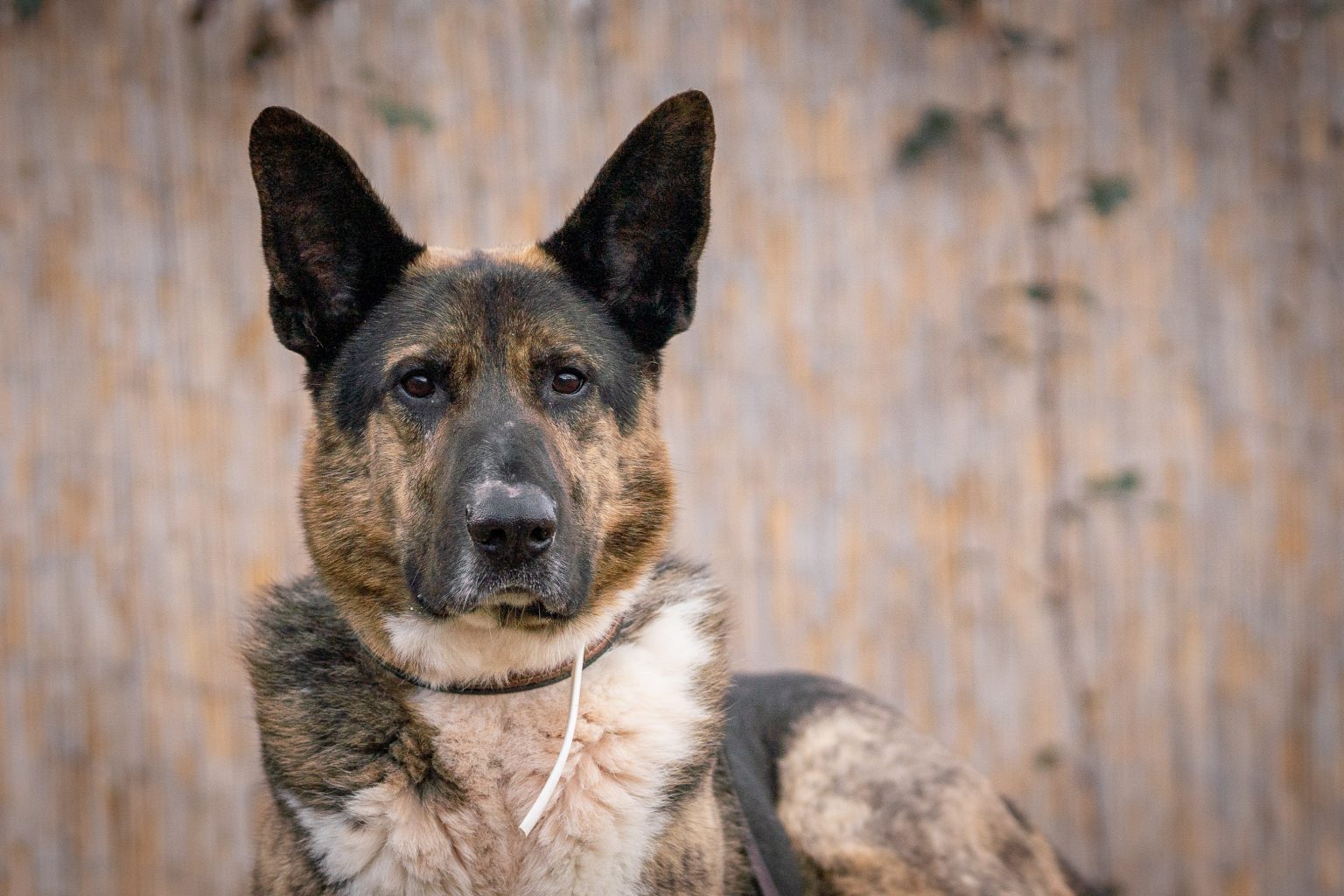 Timba - Animal Sunshine Farm e.V.